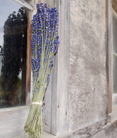 Plant Varieties – B&B Family Lavender Farm