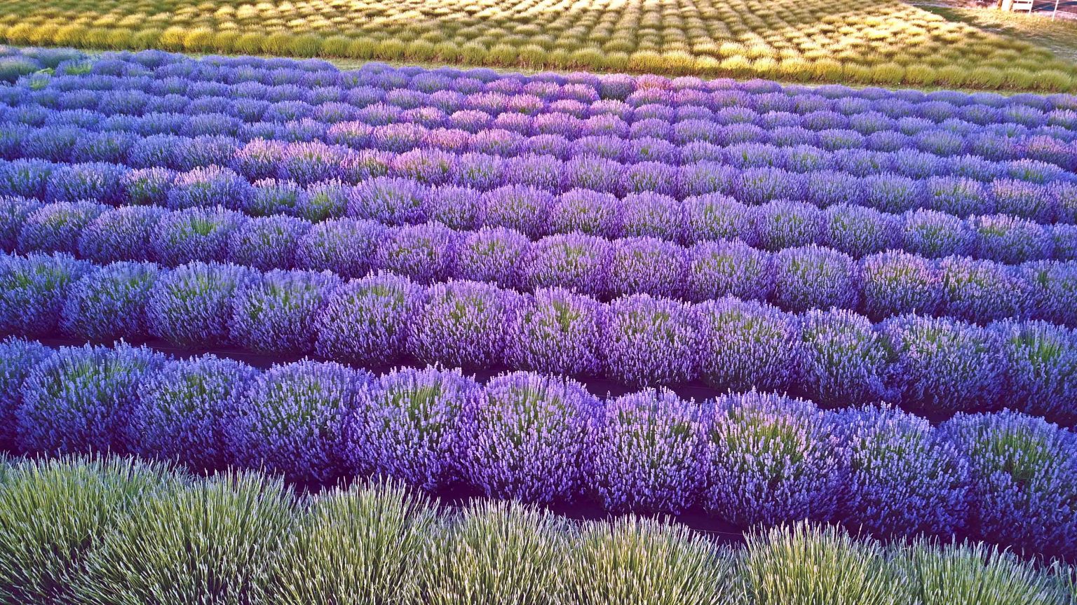 Visiting Sequim's Lavender Farms 2021 | B&B Family Lavender Farm