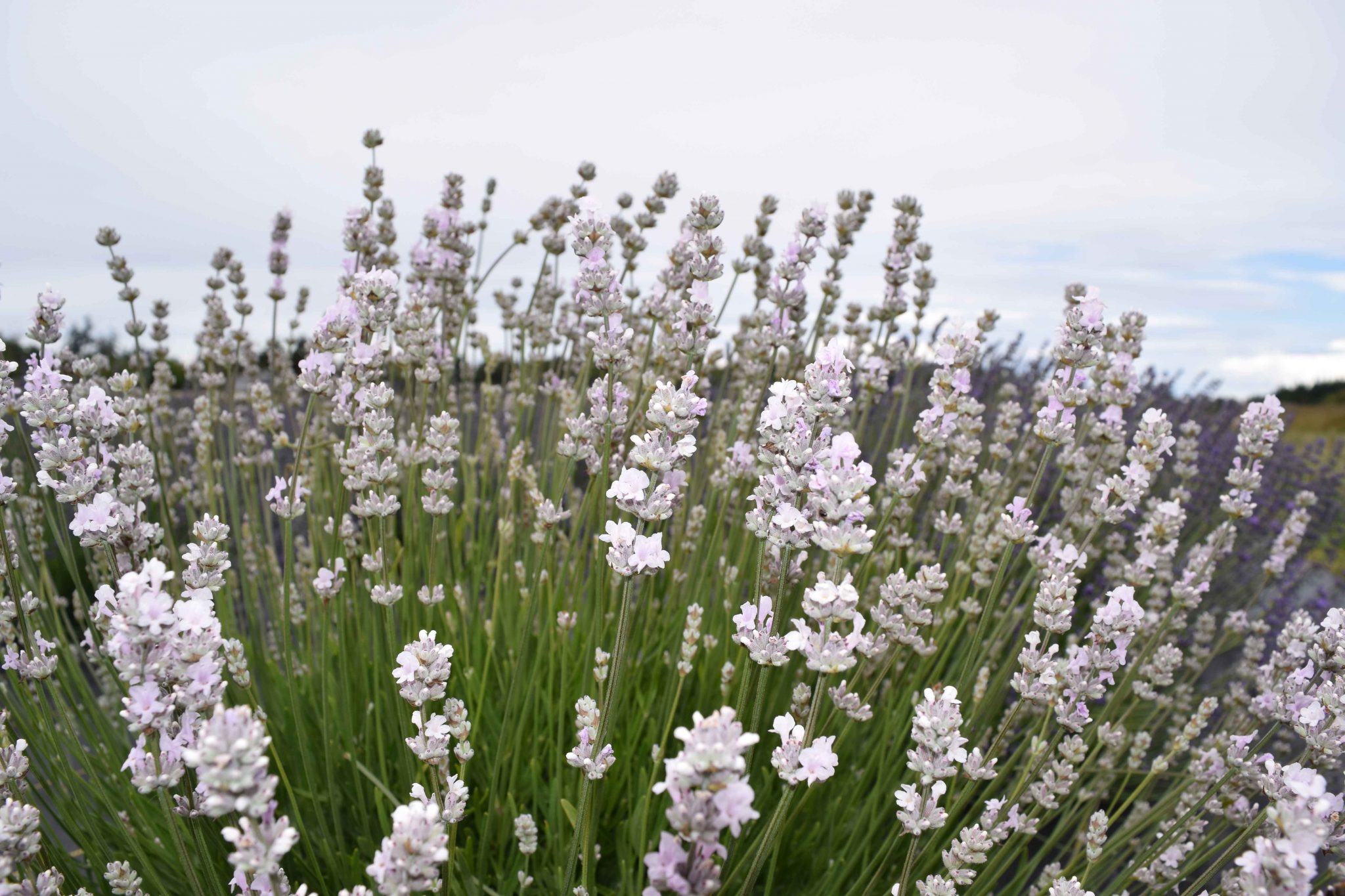 Lavender Essential Oil Varieties | B&B Family Farm Sequim WA