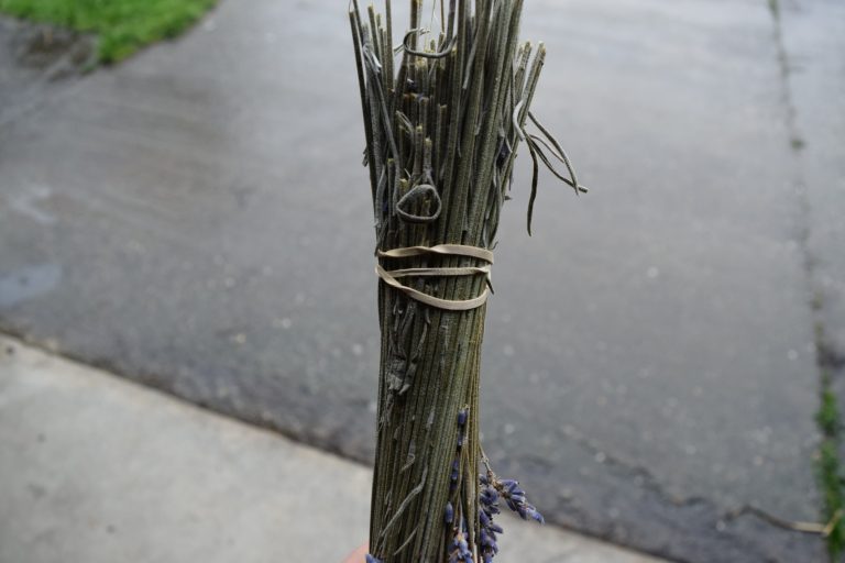 How to Dry Lavender (Step-by-Step Guide for Perfect Bundles)