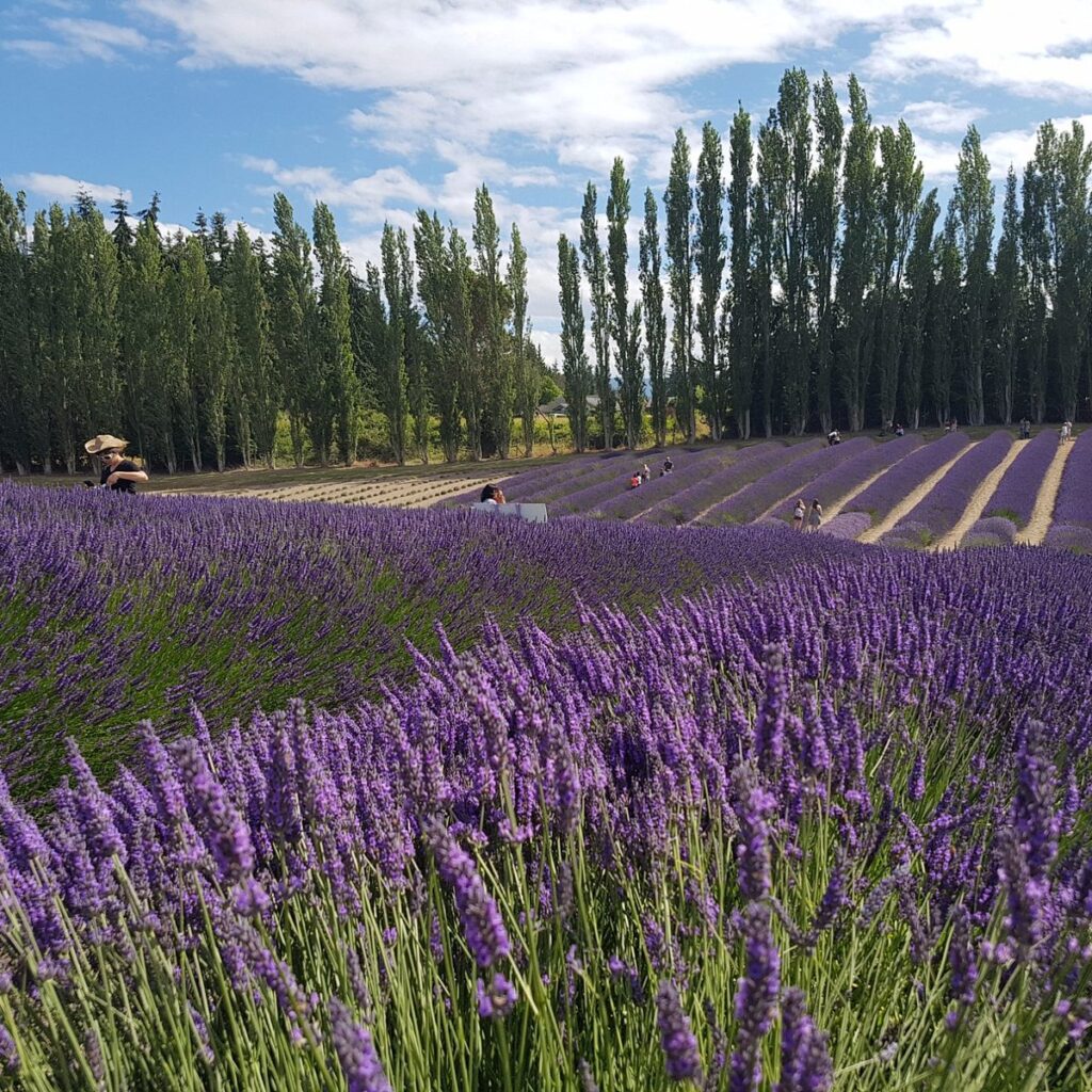 Which Lavender Farm Should You Visit in Sequim? (2026 Guide)